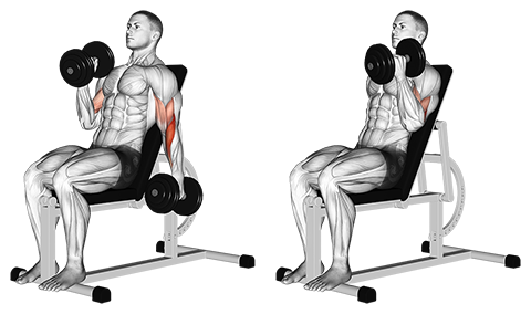Seated bicep hammer curl | Fitbody Nutrition